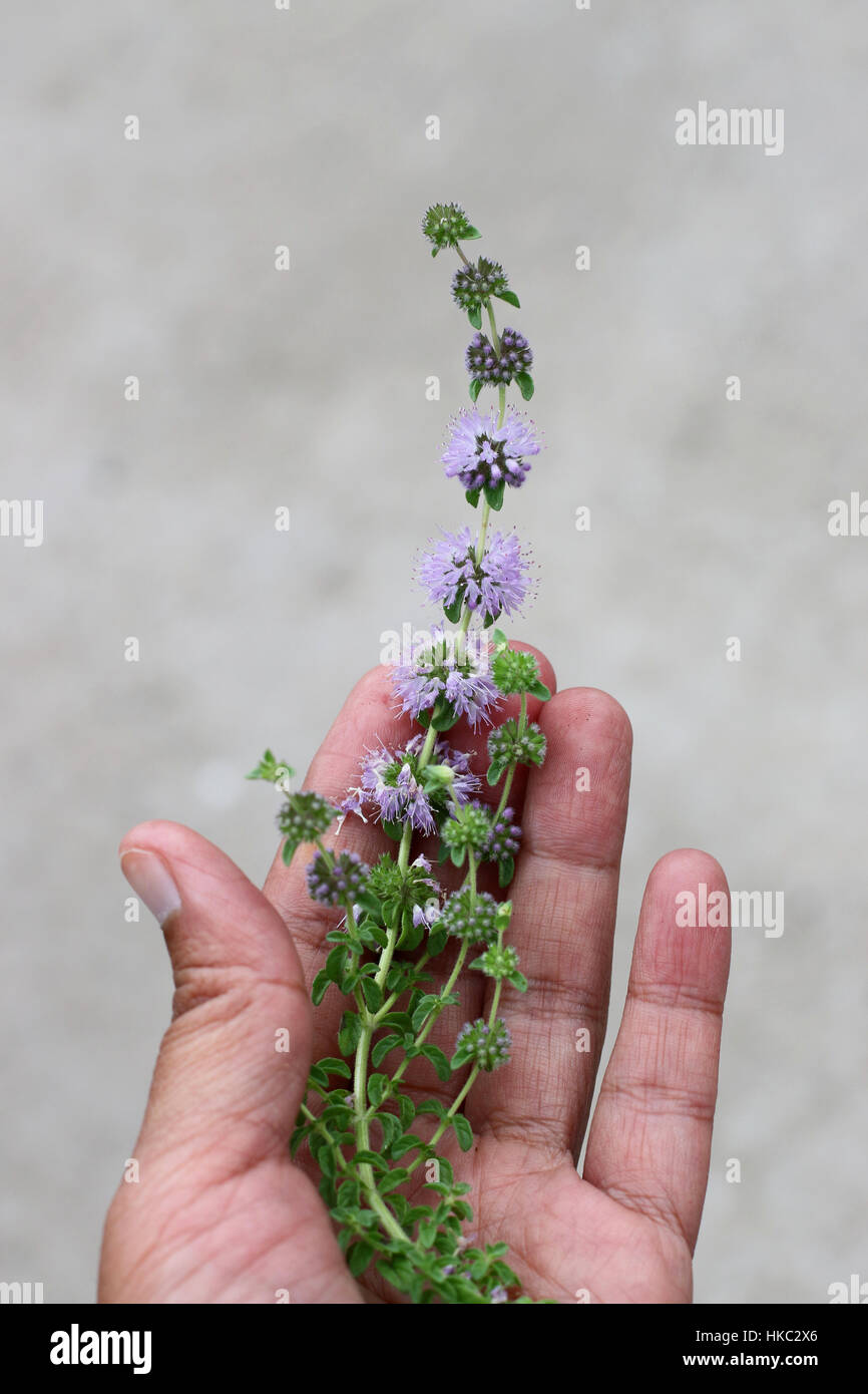 Close up flower of Mentha pulegium or known as Pennyroyal isolated ...