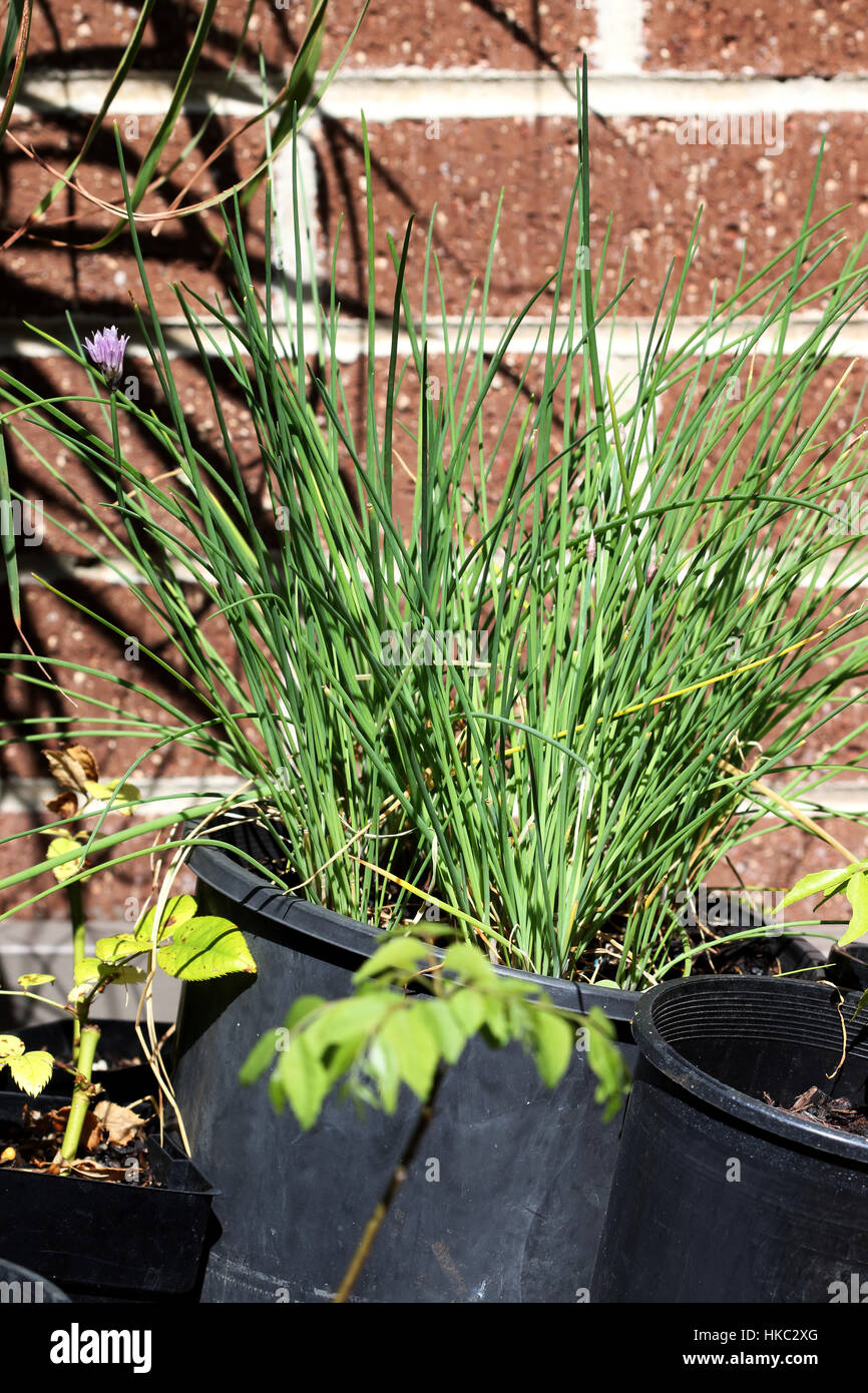 Growing Allium schoenoprasum or known as Chives in a pot Stock Photo ...