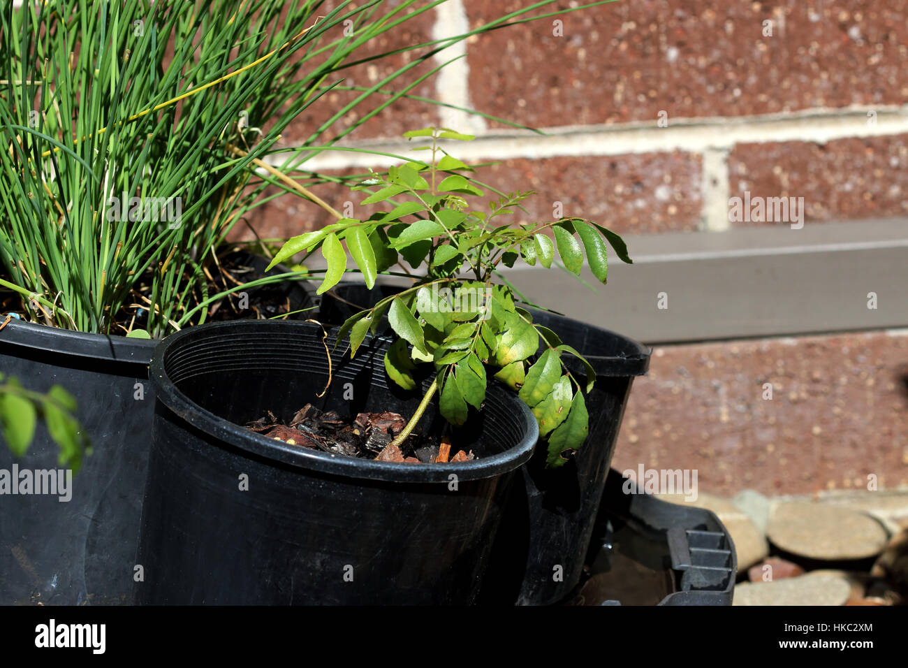 Curry leaves plant pot hi-res stock photography and images - Alamy