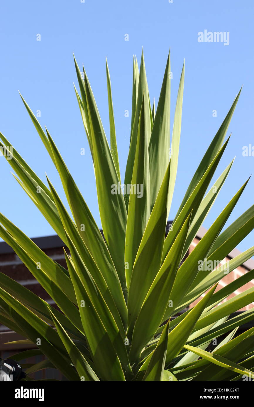 Yucca Elephantipes Tips