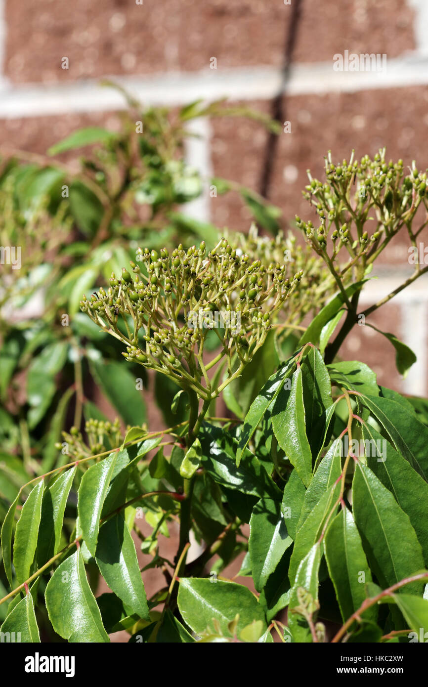 Curry Plant - Murraya Koenigii Seeds Stock Photo - Alamy