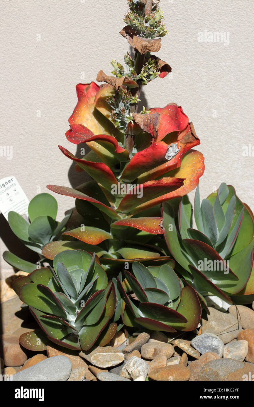 Kalanchoe thyrsiflora or also known as Kalanchoe Flapjack isolated ...