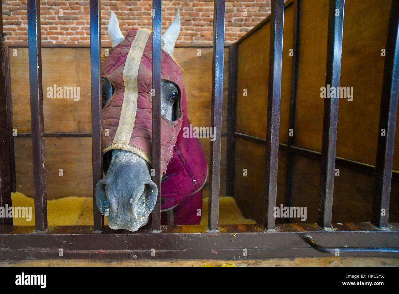 Horse covered with a deep purple blanket in a stable Stock Photo - Alamy