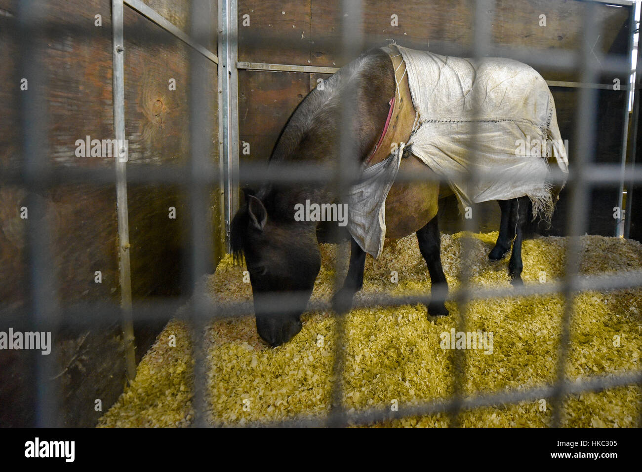 Pony covered with a blanket in a stable Stock Photo - Alamy