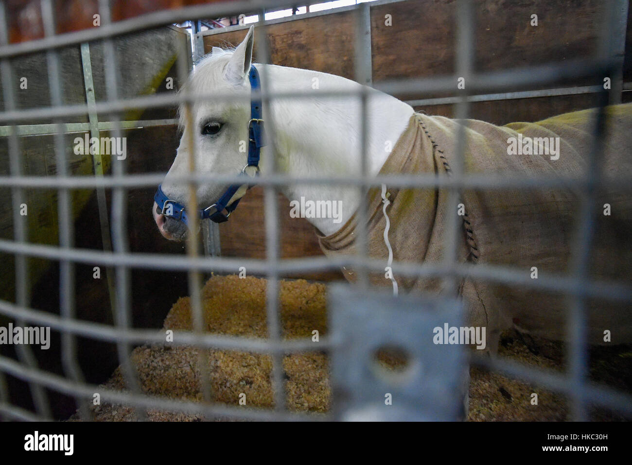 White pony covered with a blanket in a stable Stock Photo - Alamy