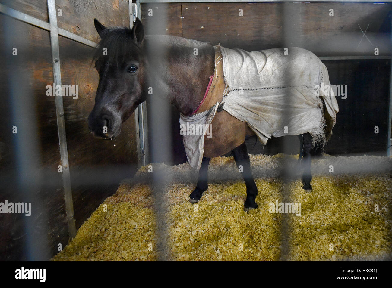 Pony covered with a blanket in a stable Stock Photo - Alamy