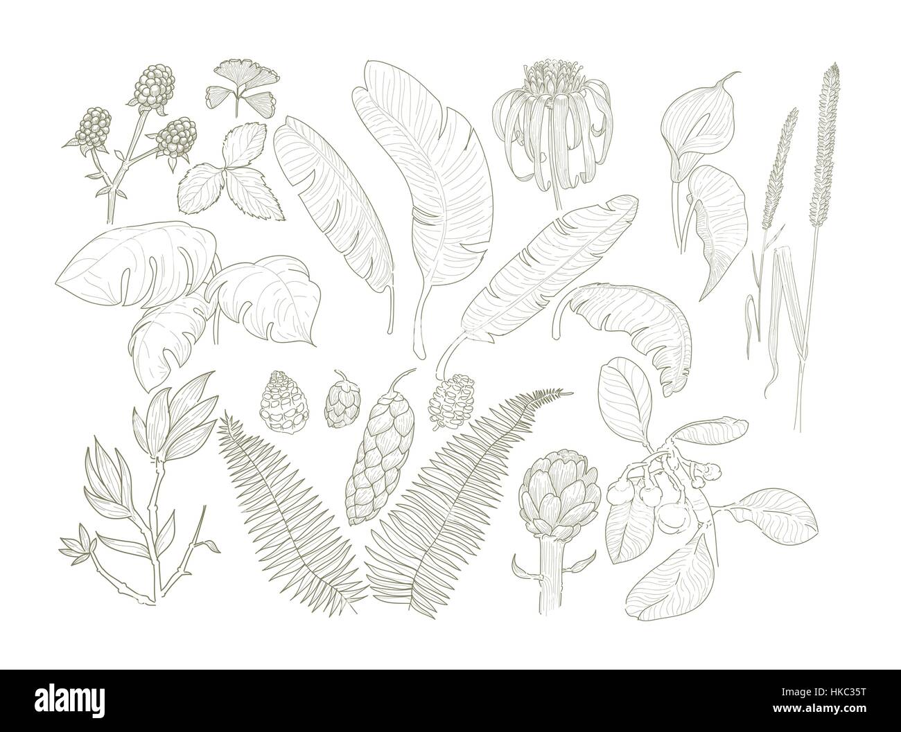 Botanical illustration of rice hi-res stock photography and images - Alamy