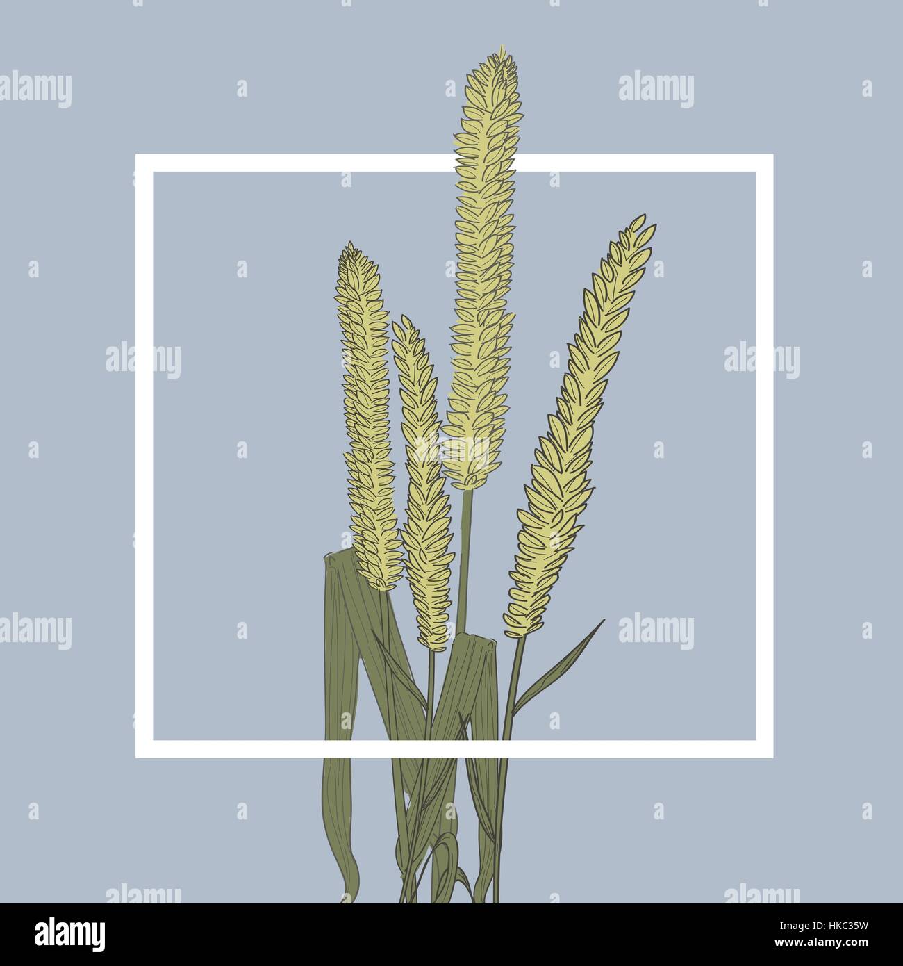 Ear of Rice Vector Illustration Concept Stock Vector Image & Art - Alamy