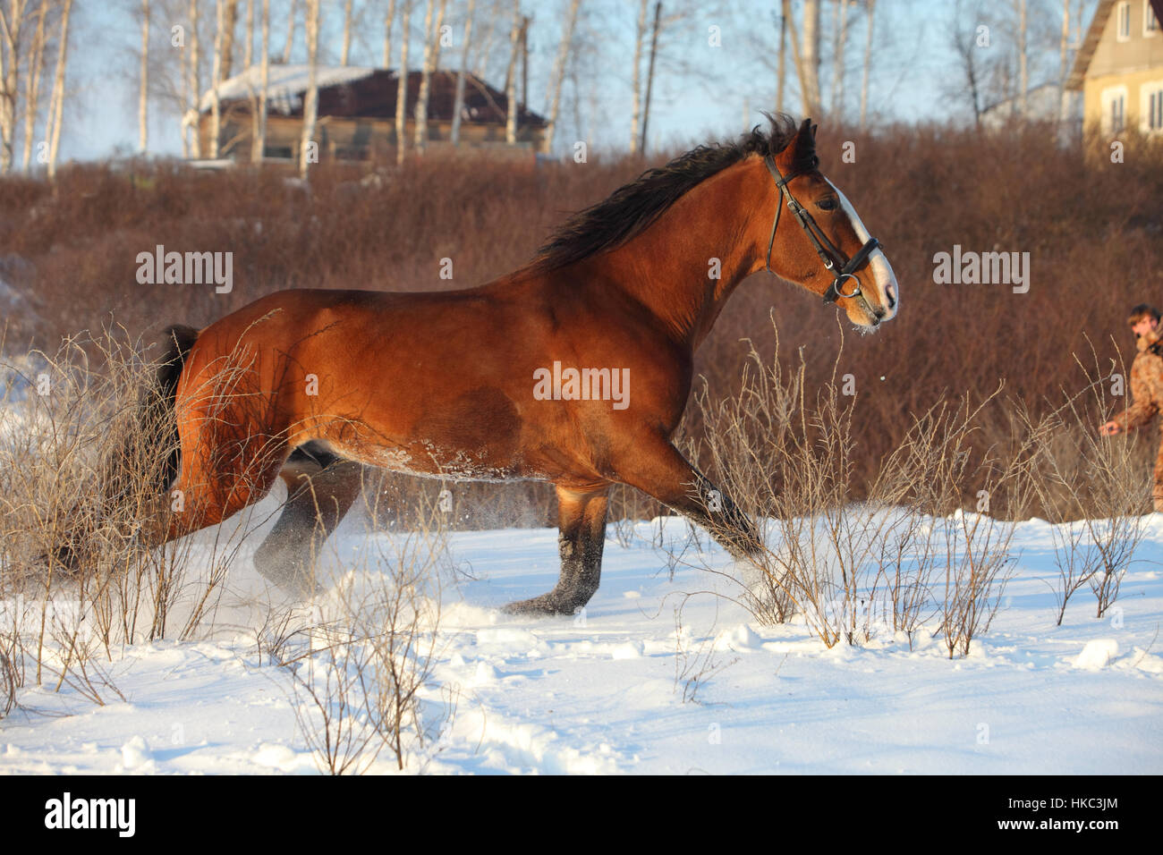 Gallop skip hi-res stock photography and images - Alamy