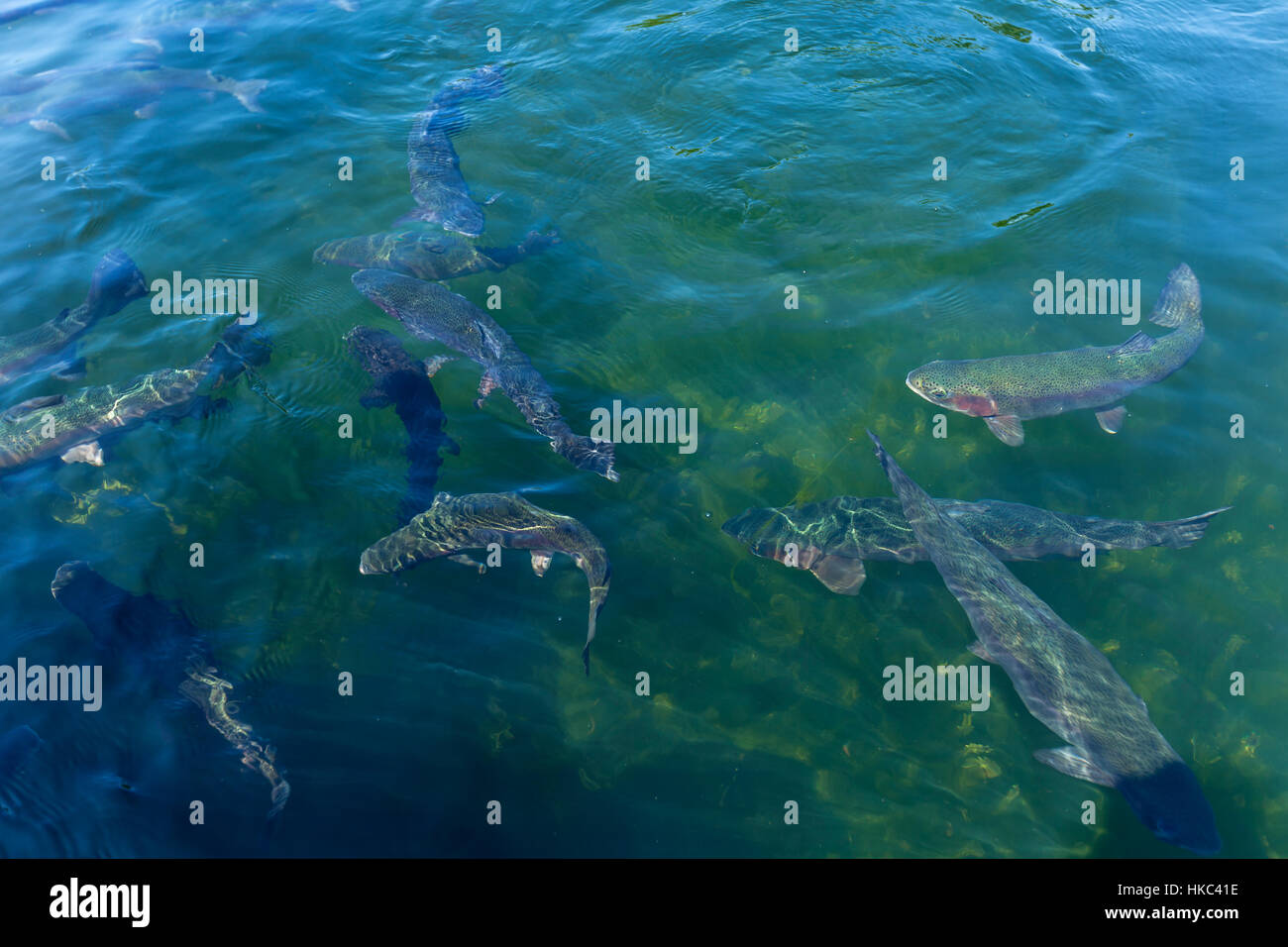 trout, river, water, fly, fishing, fish, freshwater, stream, green, fin ...