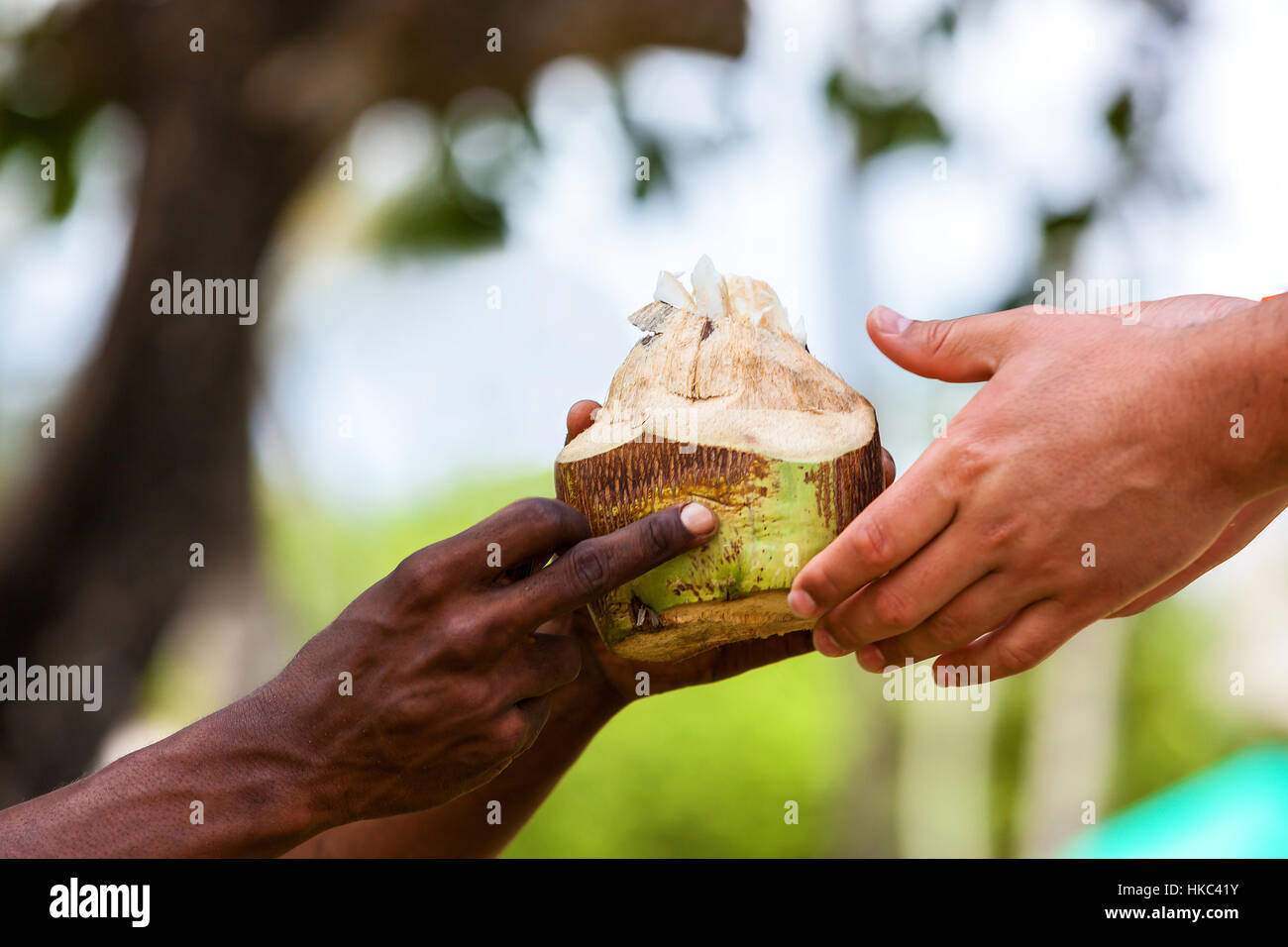 Dark-skinned hand white man, white and black man, coconut in hands ...