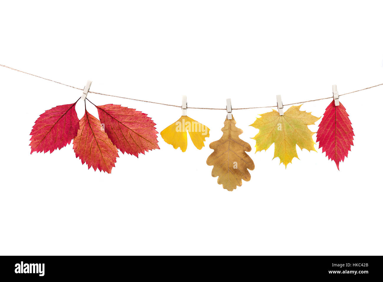 clothespins on the rope holding autumn leaves on a white background ...