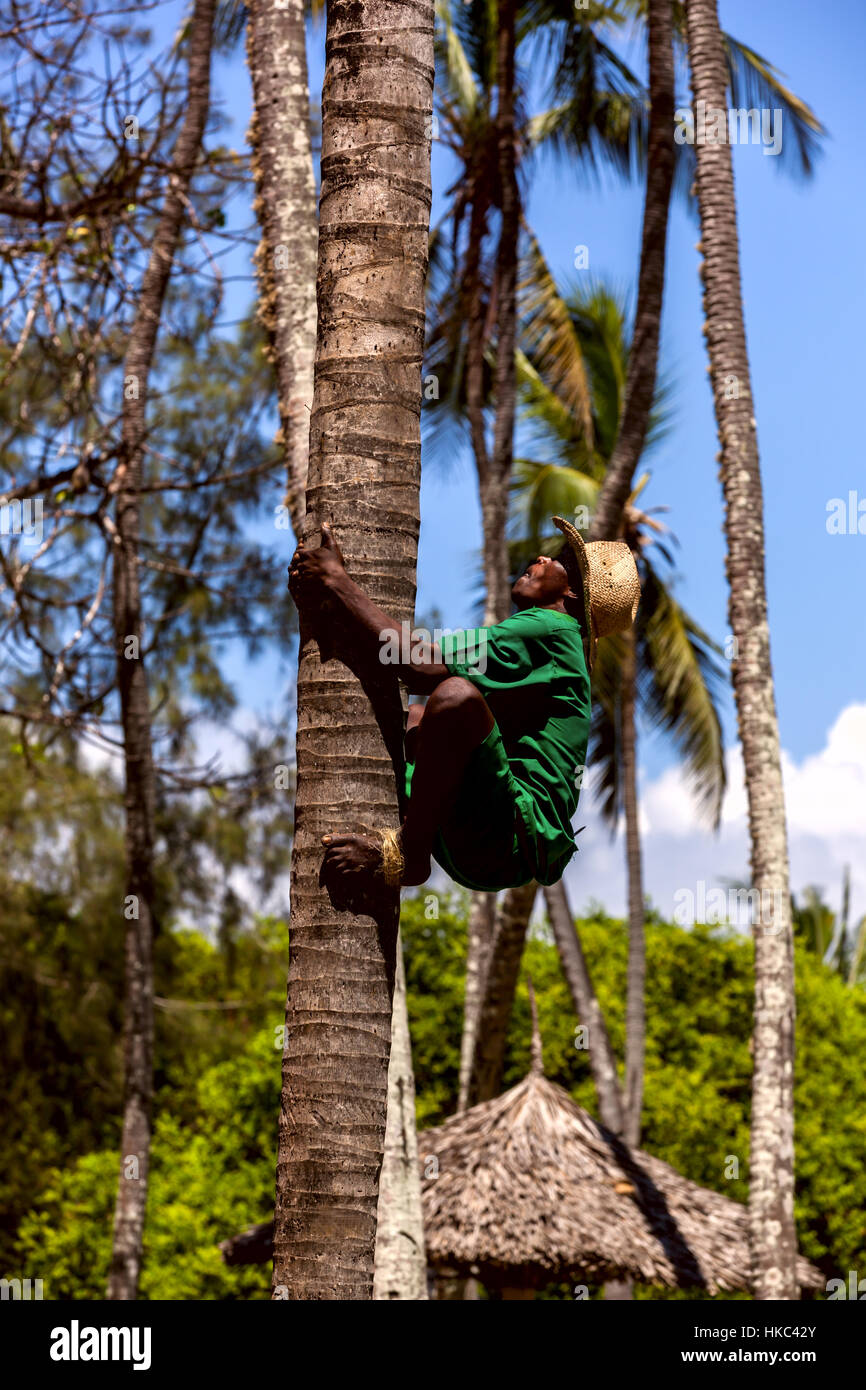 Mombasa, Kenya - 07 January: man climbs a tree to collect coconuts on ...