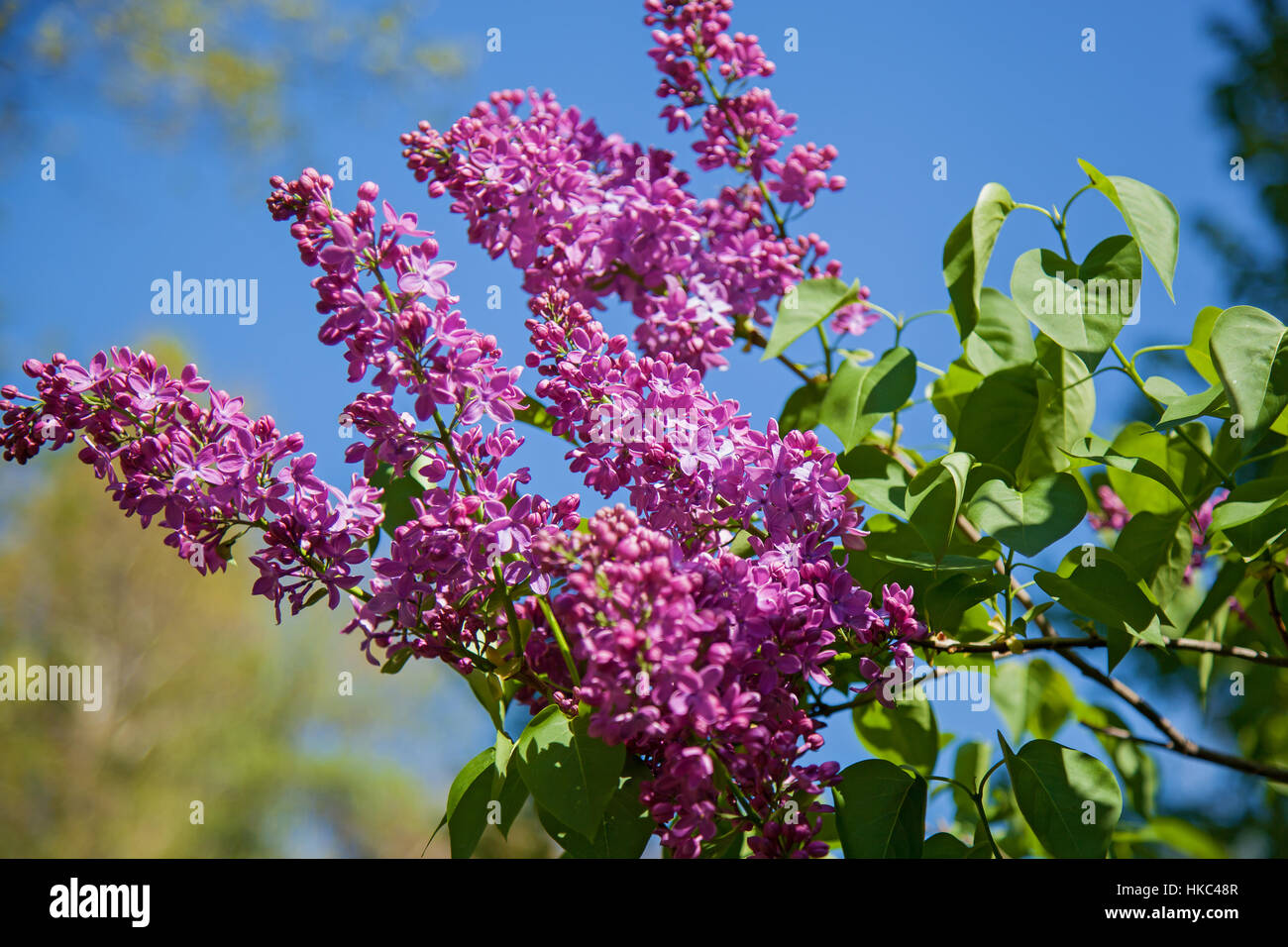 a flowering bush of lilac is in a garden, flowers by a spring purple ...