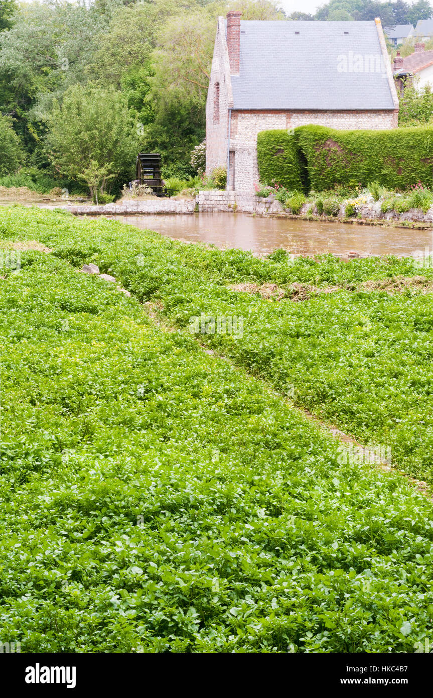 Watercress beds hi-res stock photography and images - Alamy