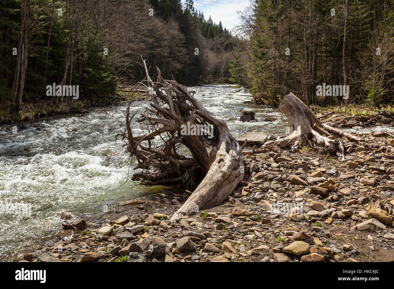 Mountain river. Landscape of the mountain water flow in the forest ...
