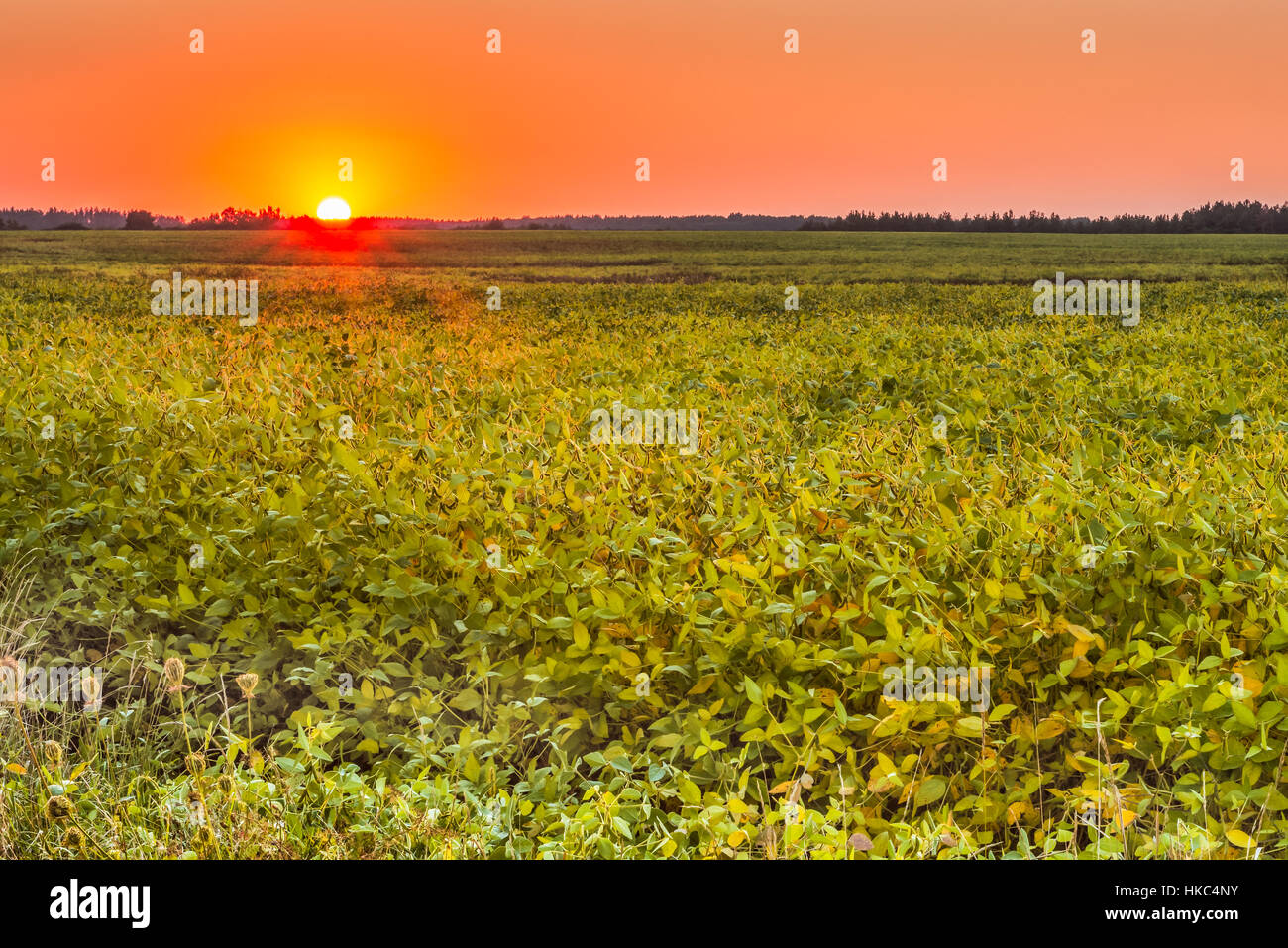 Agriculture land at sunset hi-res stock photography and images - Alamy