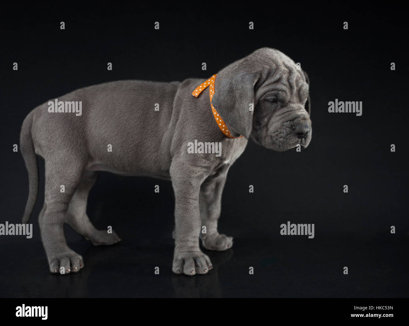 Blue Great Dane puppy standing on a dark background Stock Photo - Alamy