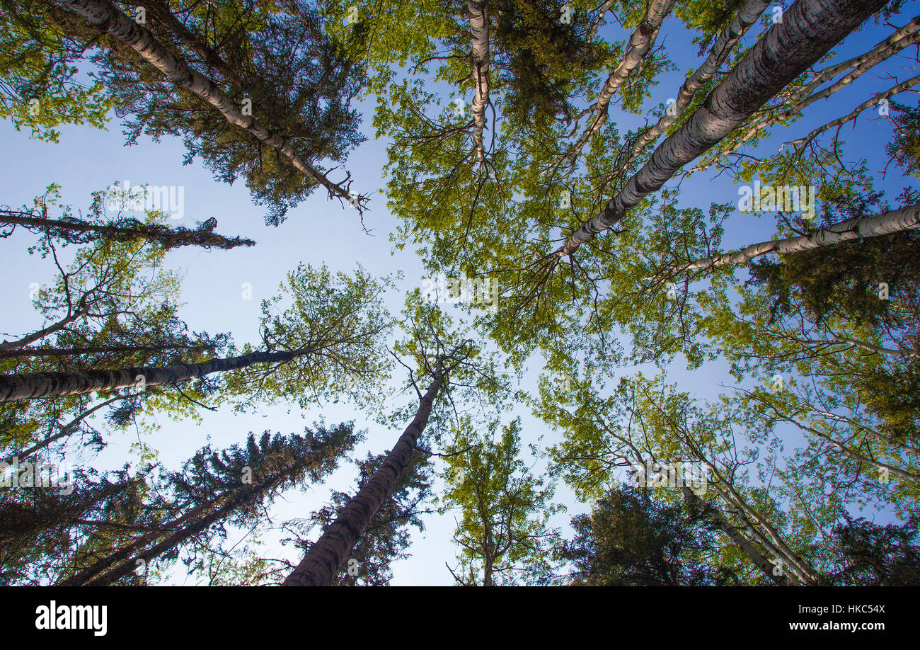 Trees and sky seen underneath from the forest floor at dawn Stock Photo ...