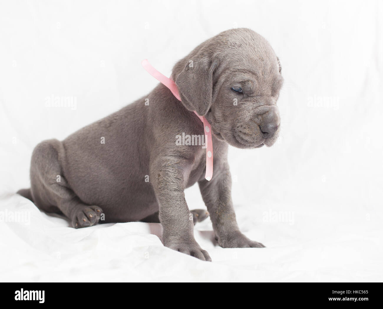 Blue Great Dane puppy that is on a white background Stock Photo - Alamy