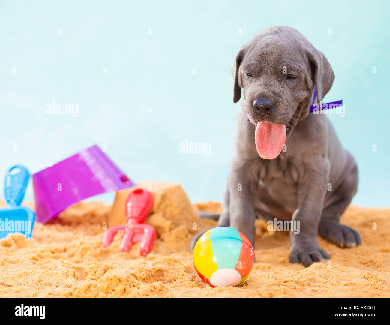 Purebred Grey Great Dane puppy that looks like it is on the beach Stock ...