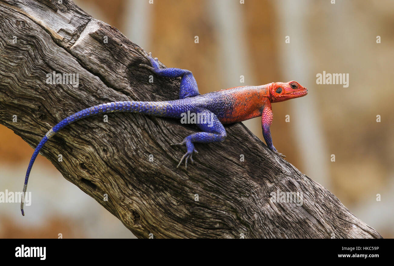 Very Agile And Fast Lizard High Resolution Stock Photography and Images ...