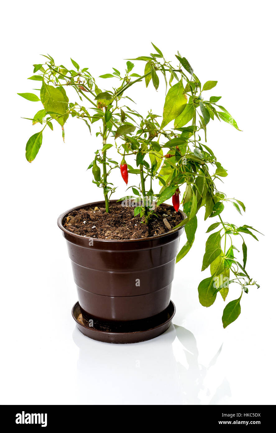 Cayenne pepper plant growing hi-res stock photography and images - Alamy