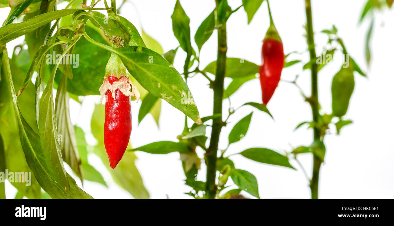 Pepper plant with fresh red hot chilli peppers growing in plastic pot ...