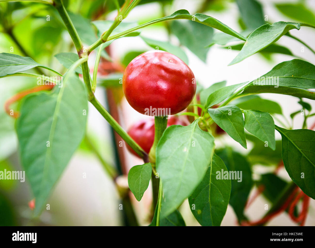 Hot cherry pepper hi-res stock photography and images - Alamy