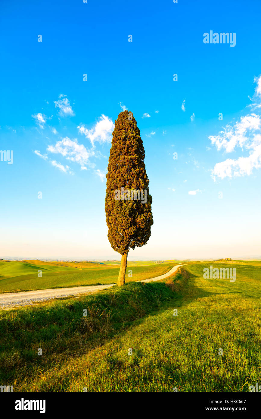 Tuscany cypress tree road hi-res stock photography and images - Alamy
