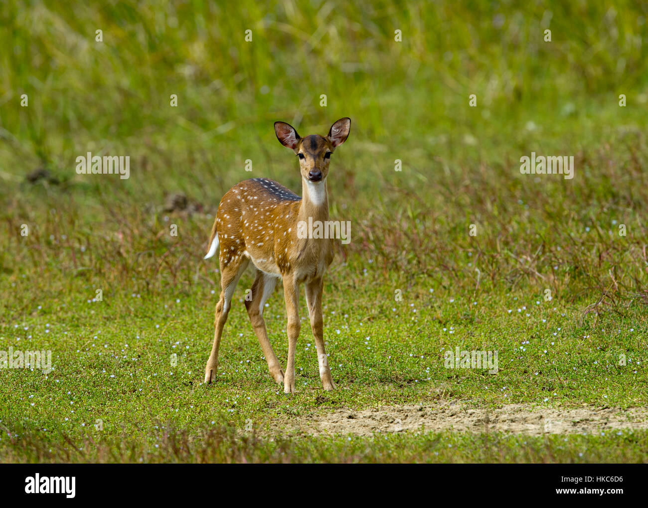 Chital with young Stock Photo - Alamy