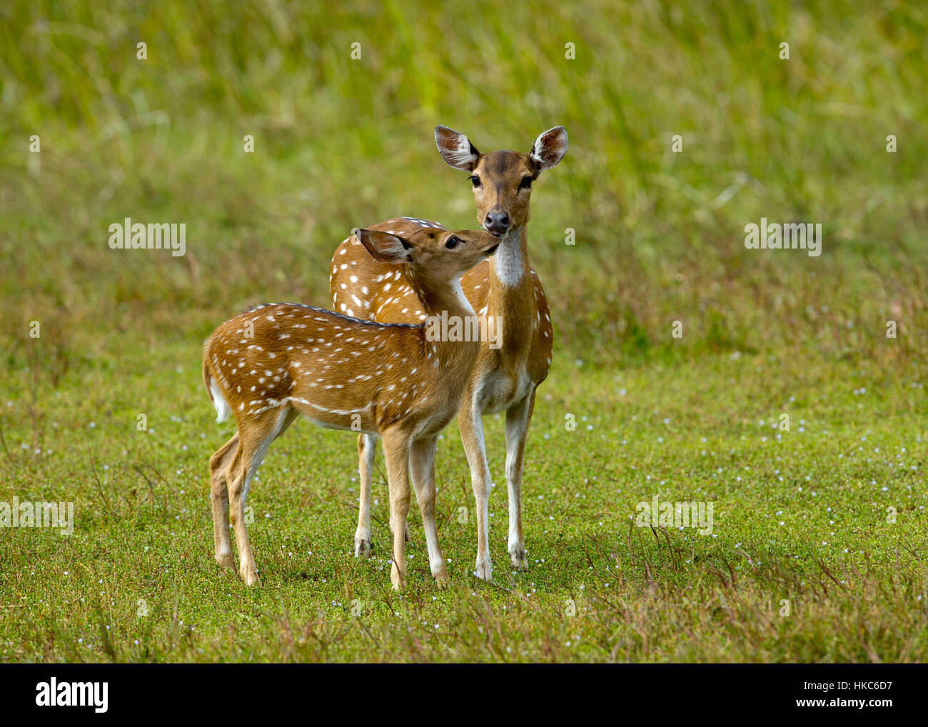 Spotted Deer Baby
