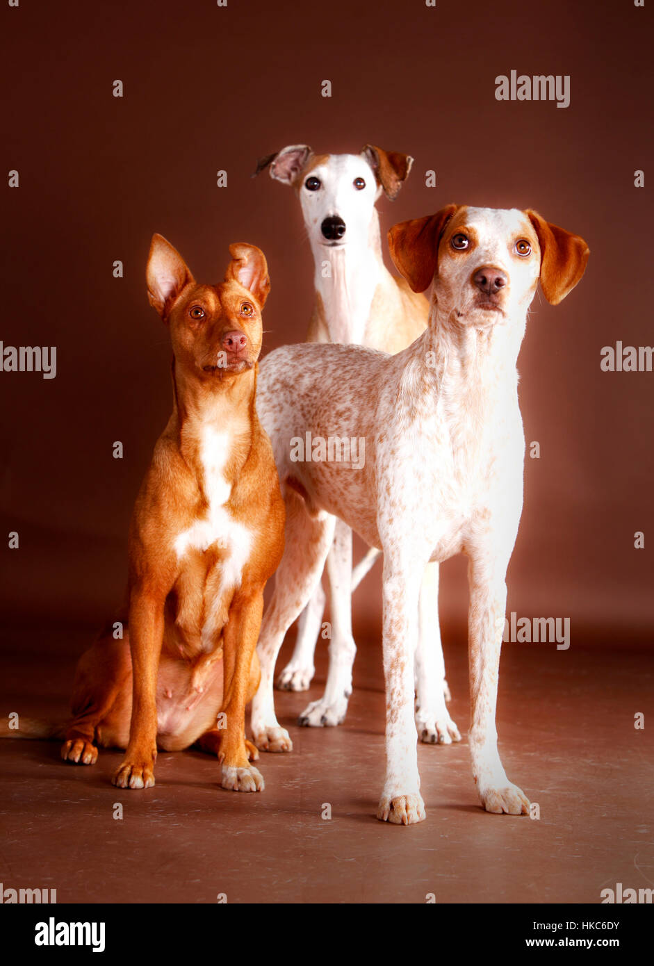 Three pretty dogs looking in the studio Stock Photo - Alamy