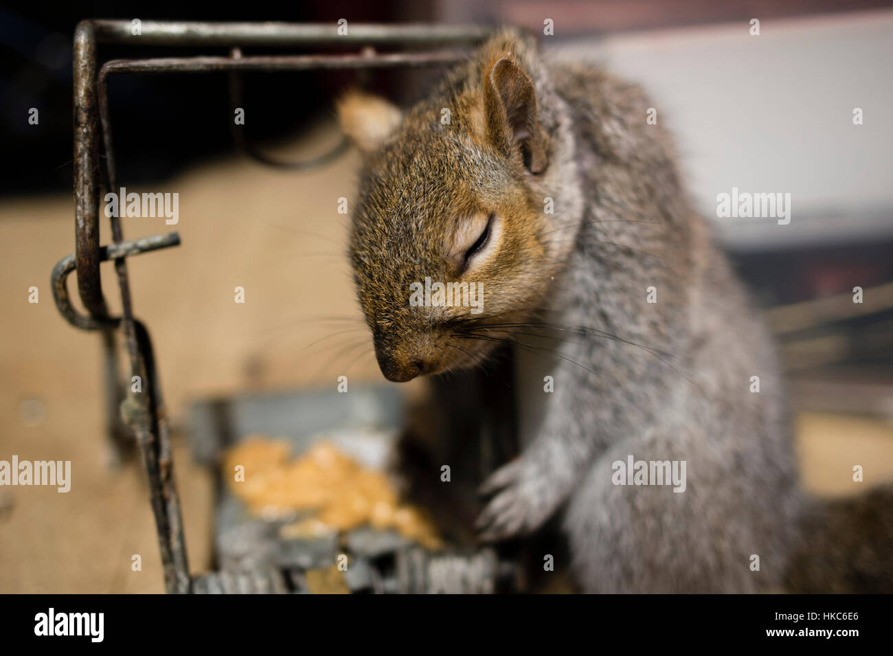 Dead Grey squirrel in trap within domestic dwelling Stock Photo - Alamy