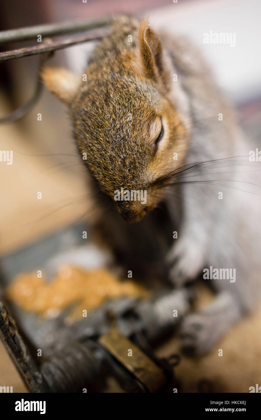 Dead Grey squirrel in trap within domestic dwelling Stock Photo - Alamy