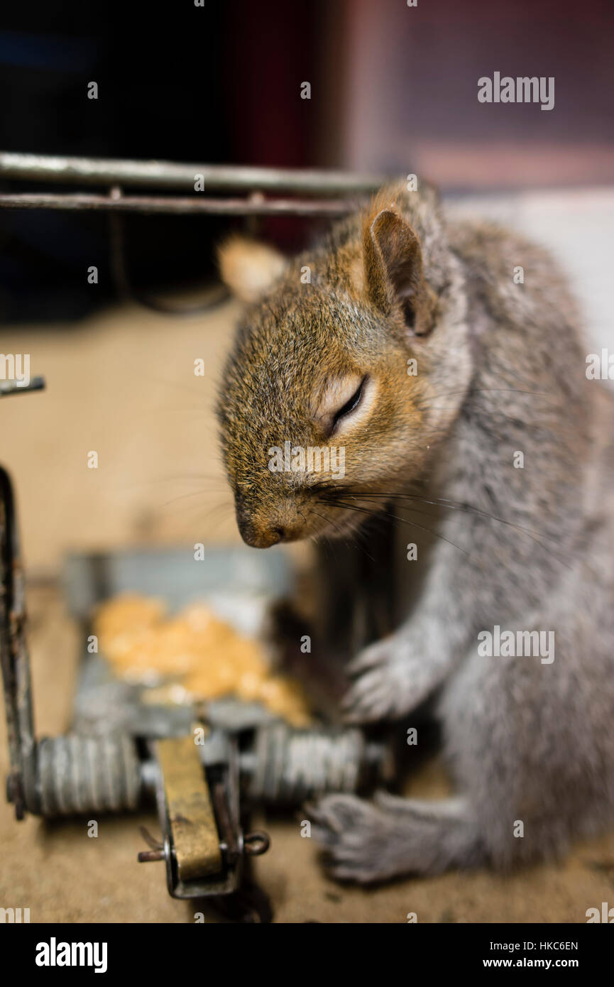 Dead Squirrel Stock Photos & Dead Squirrel Stock Images - Alamy