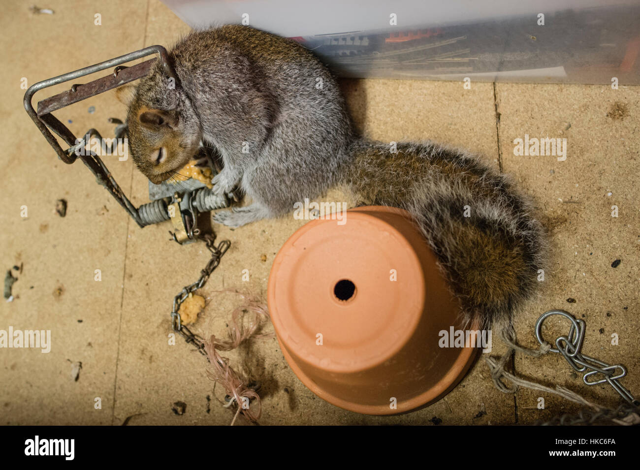 Grey squirrel peanut butter hi-res stock photography and images - Alamy
