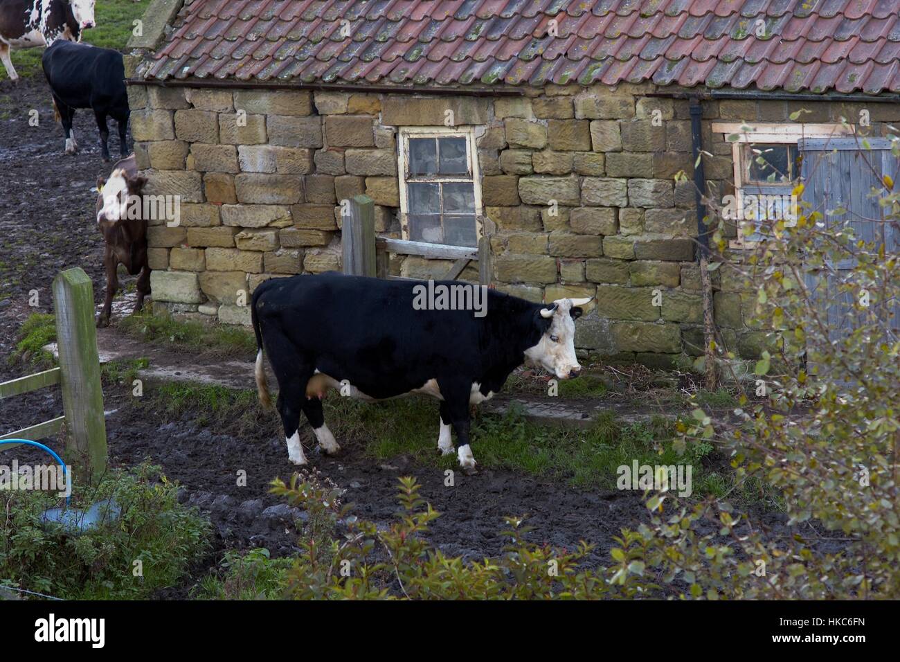 Cow being lead accross at Farm in Skelton East Cleveland Stock Photo ...