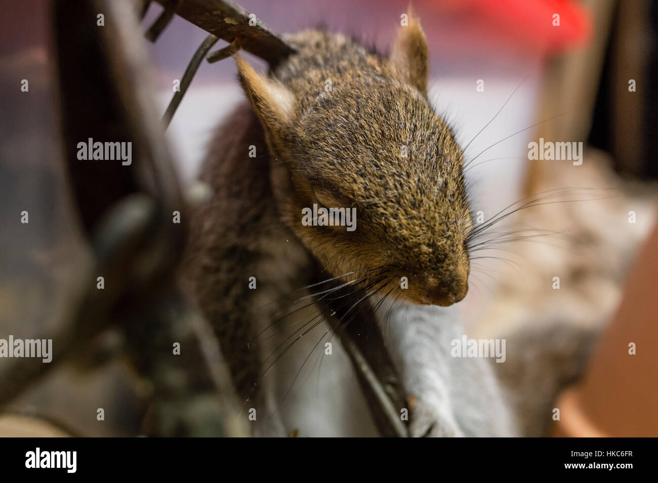 Grey squirrel peanut butter hi-res stock photography and images - Alamy