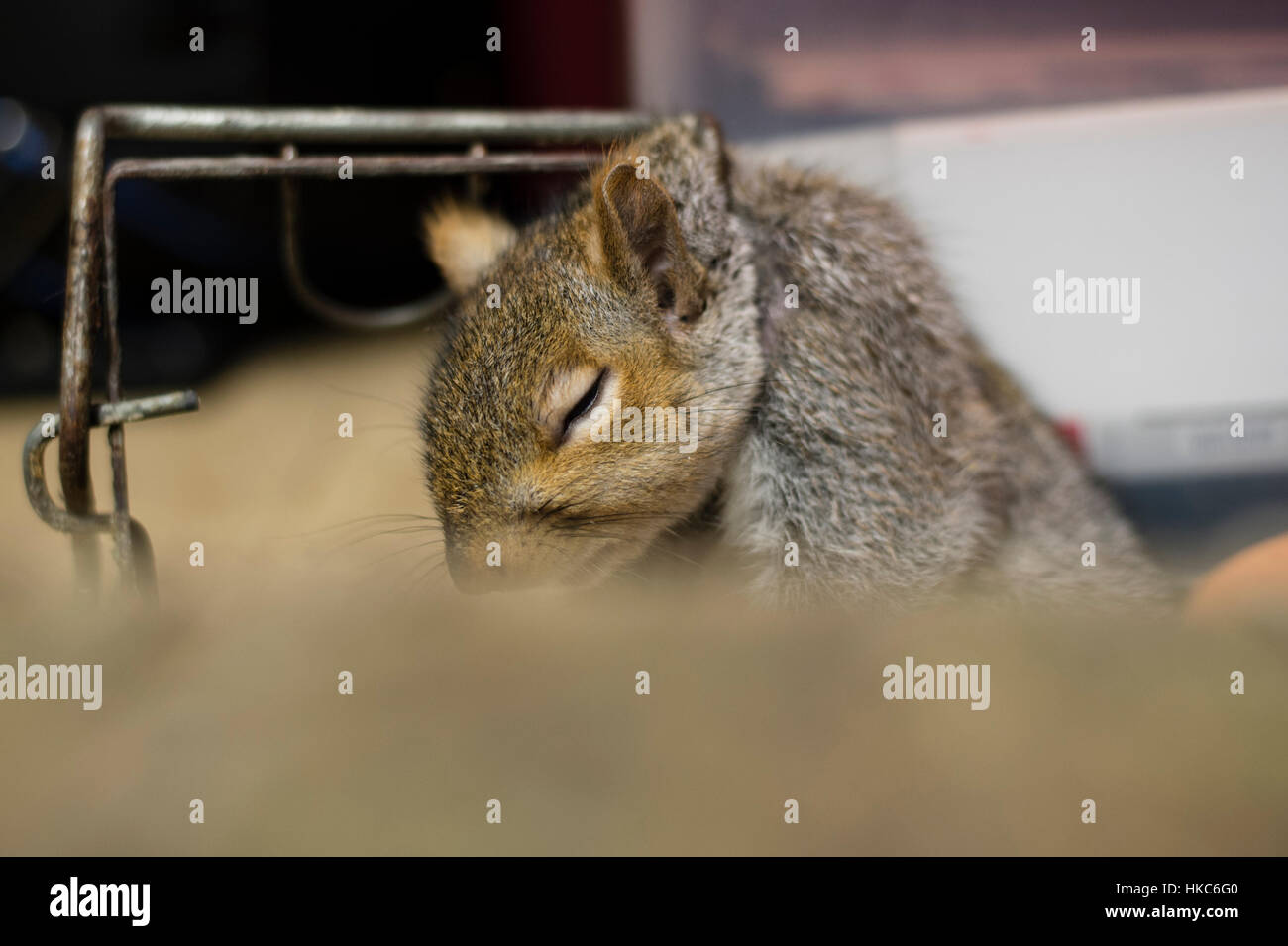 Dead Grey squirrel in trap within domestic dwelling Stock Photo - Alamy