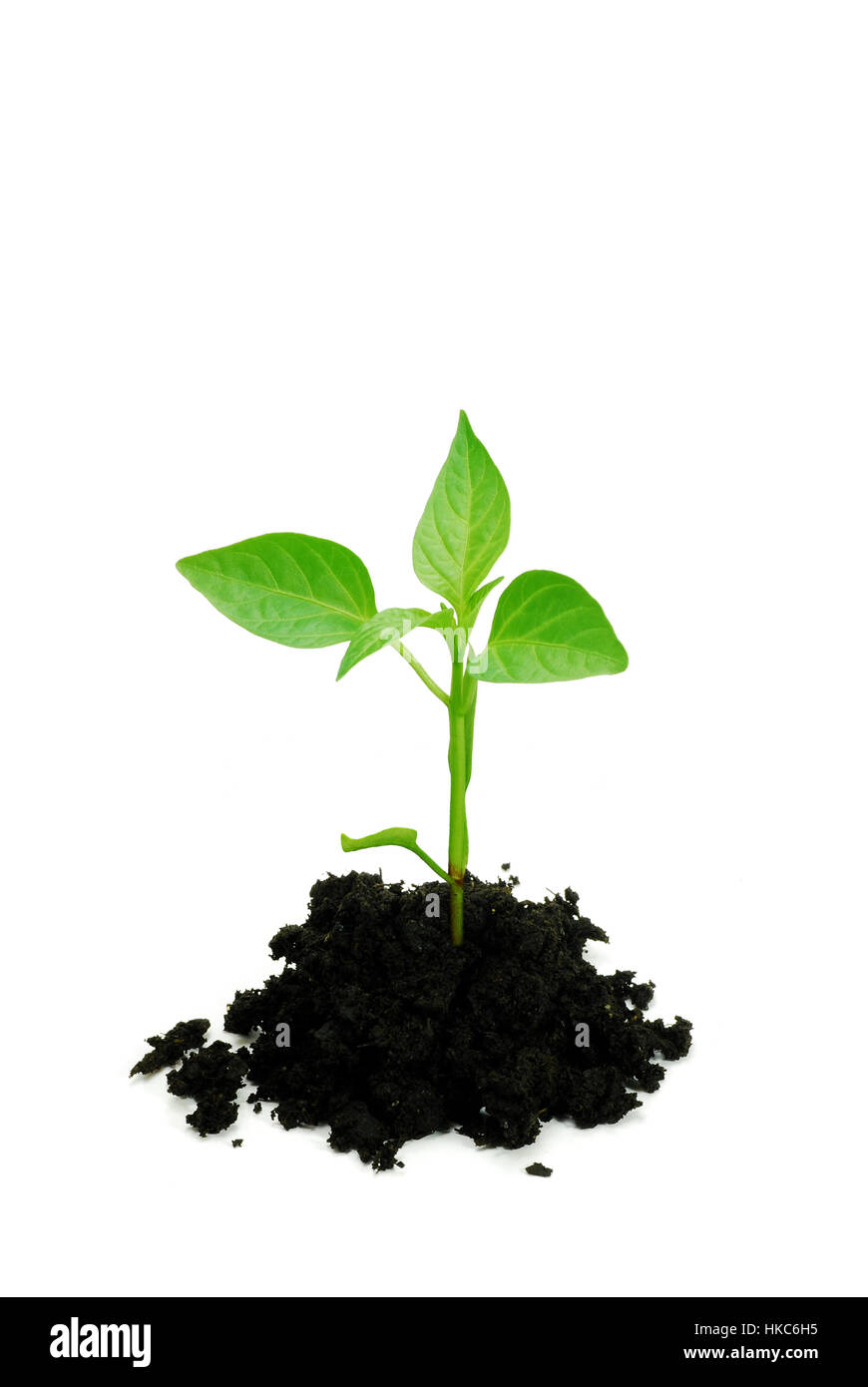 Sprout stalk Cut Out Stock Images & Pictures - Alamy