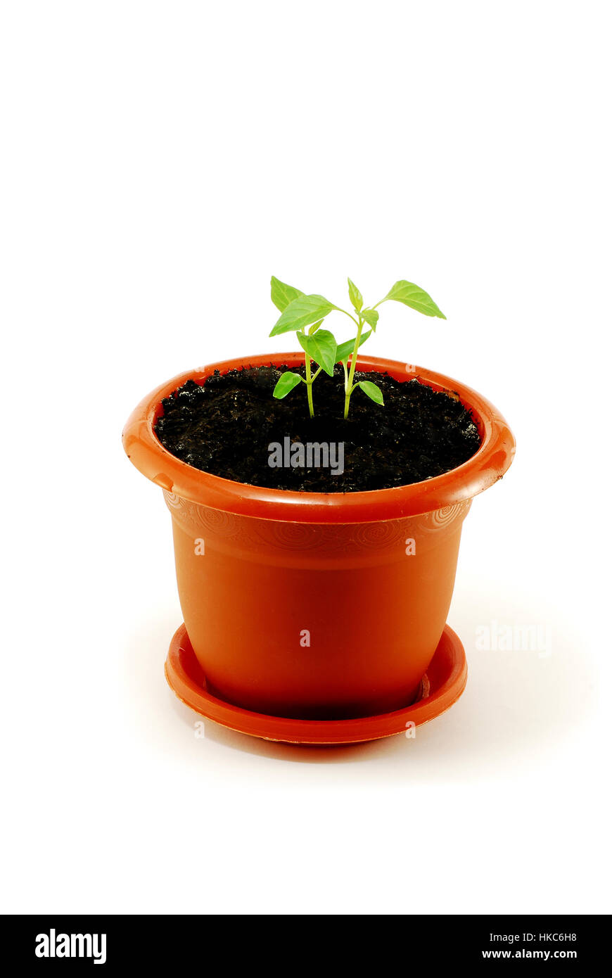 Sprout in a pot isolated on white Stock Photo - Alamy