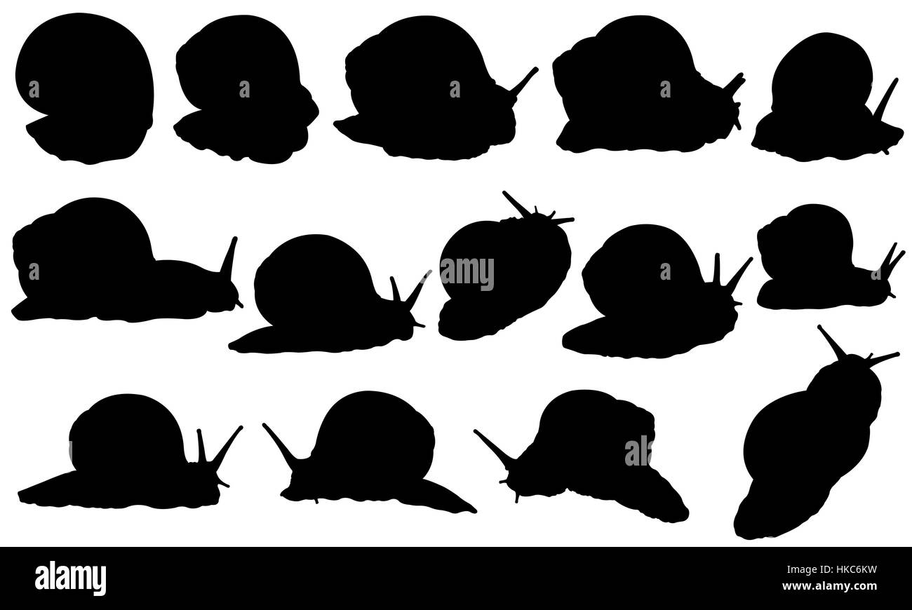 Set shell Black and White Stock Photos & Images - Alamy