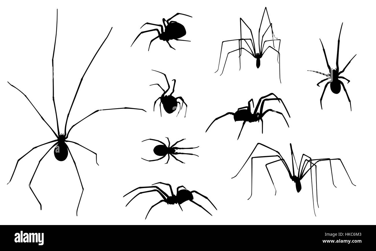 Variety of spiders hi-res stock photography and images - Alamy