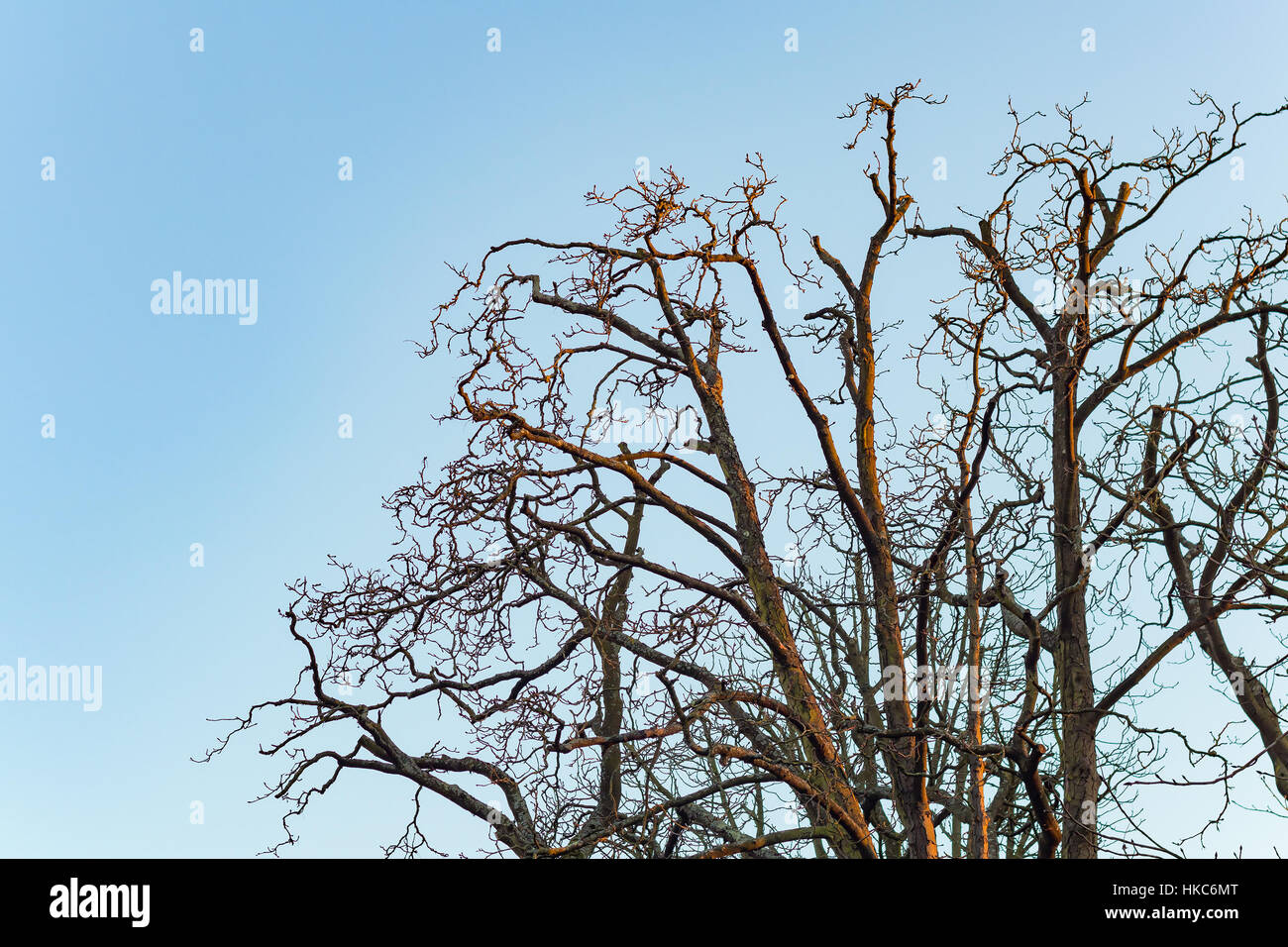 Tree branches without leaves isolated in the light of twilight blue sky ...