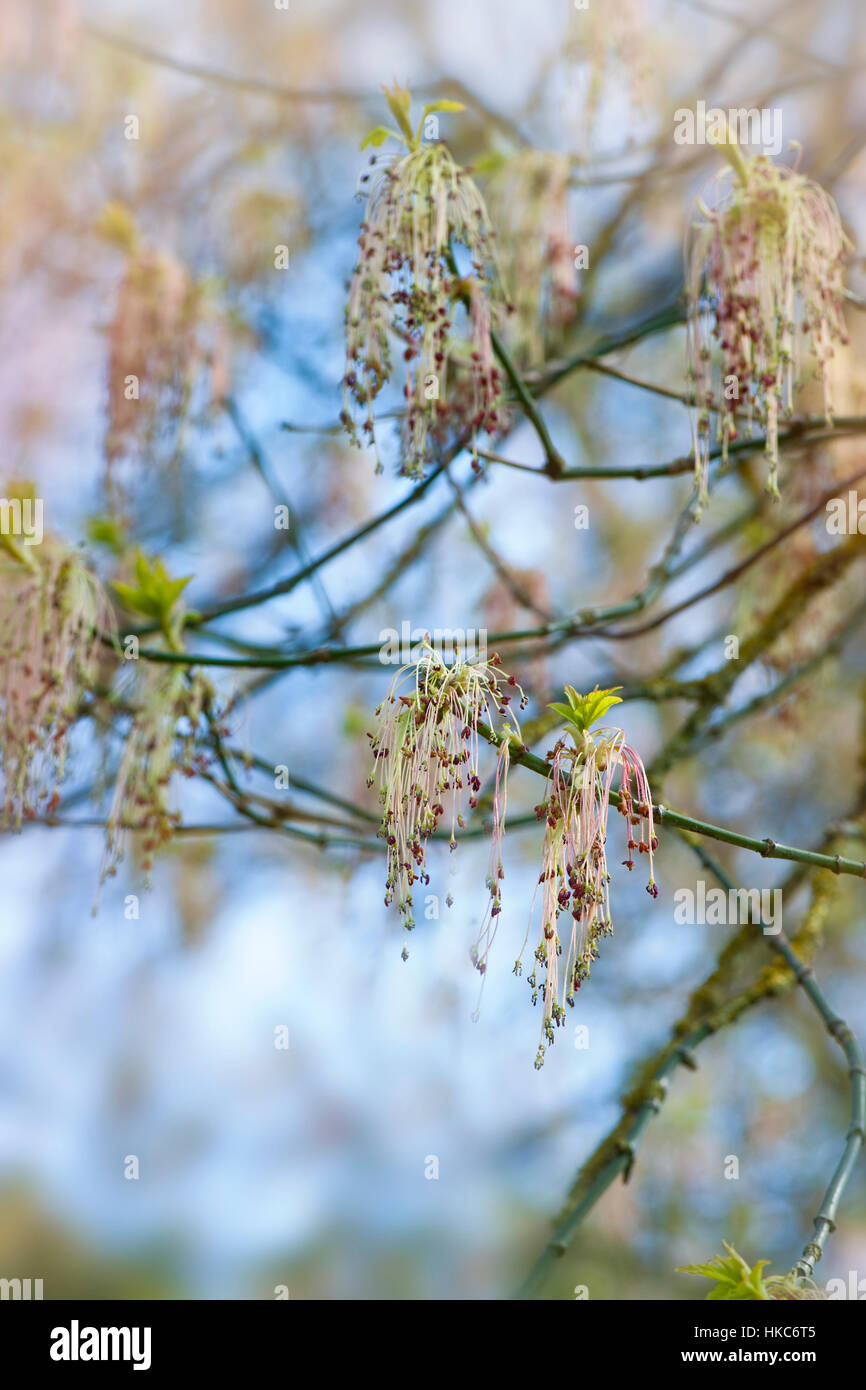 Close-up portrait image of the ash leaf maple tree also known as Acer ...