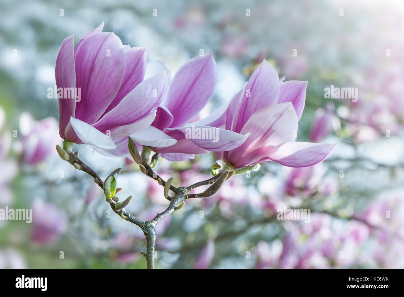 The beautiful pink spring flower of Magnolia 'Tina Durio' image taken ...