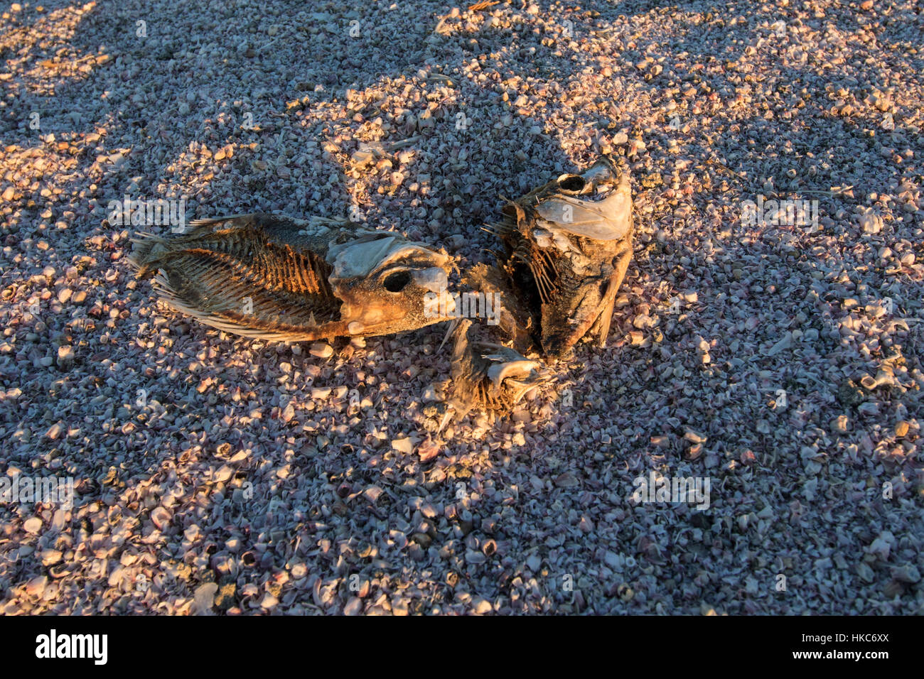Desert drought dead fish at the Salton Sea in the California desert ...
