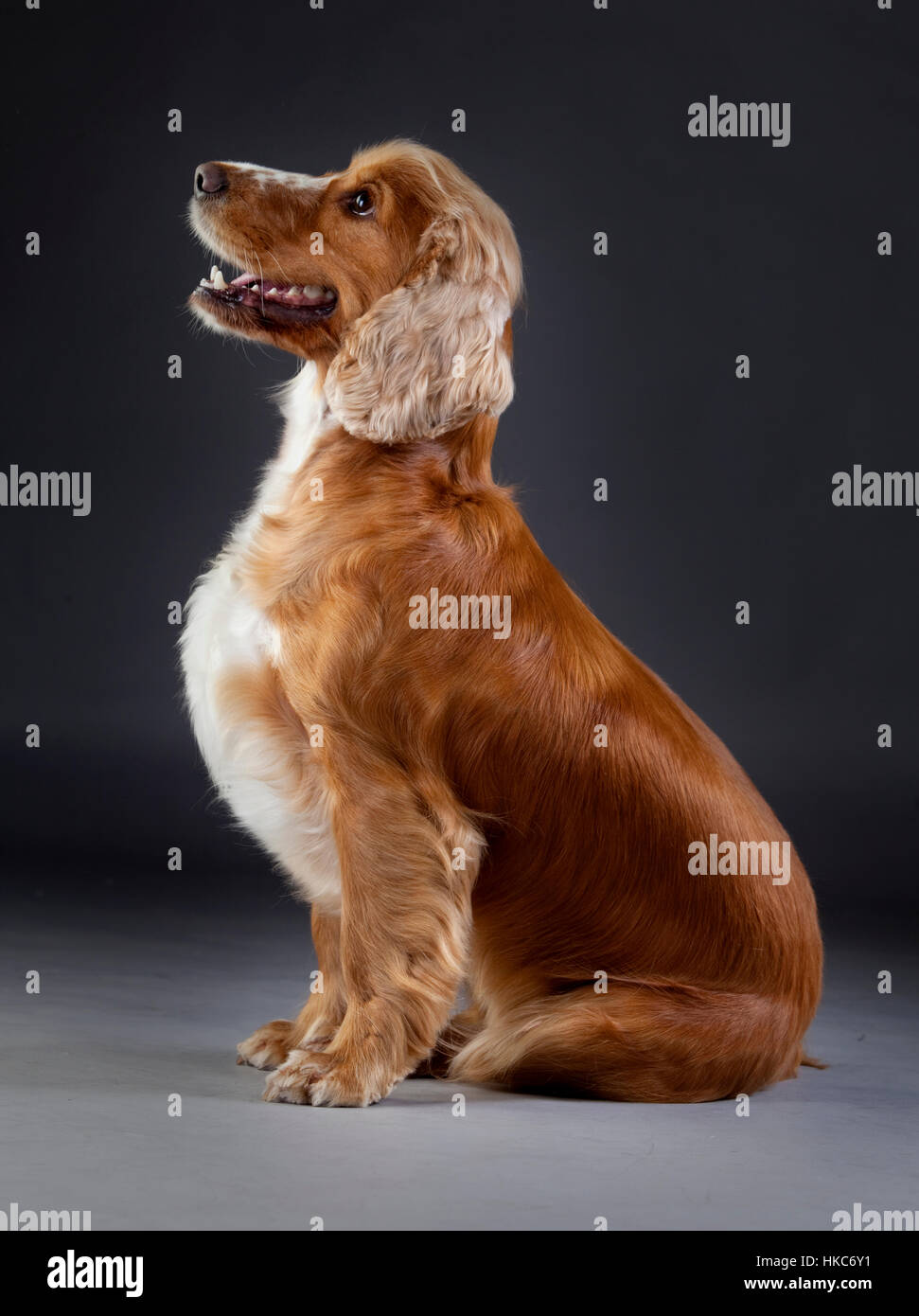 Black show cocker spaniel hi-res stock photography and images - Alamy