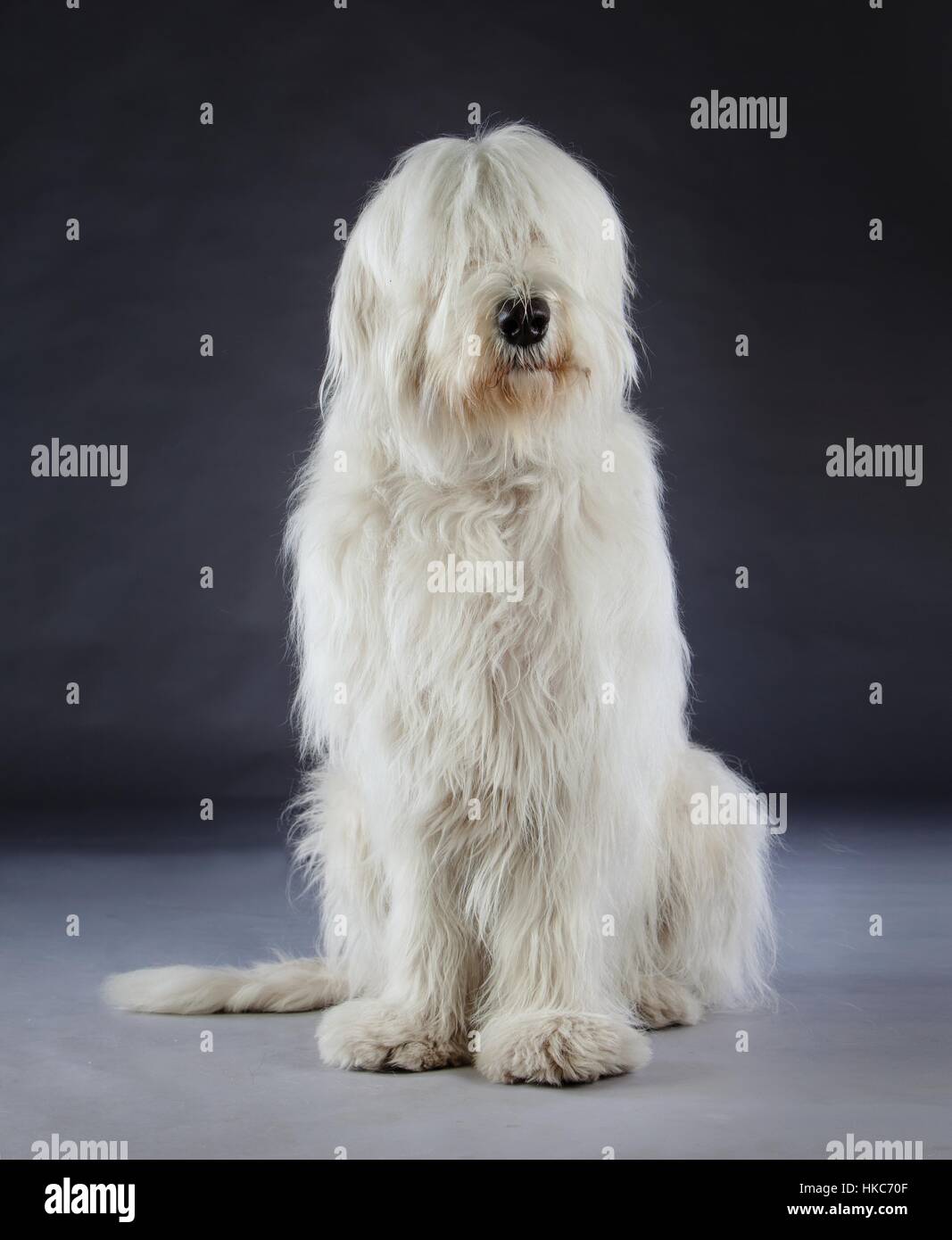 Russian dog show hi-res stock photography and images - Alamy